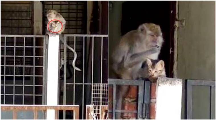 Did this wild monkey just kidnap a kitten? This viral video will leave ...