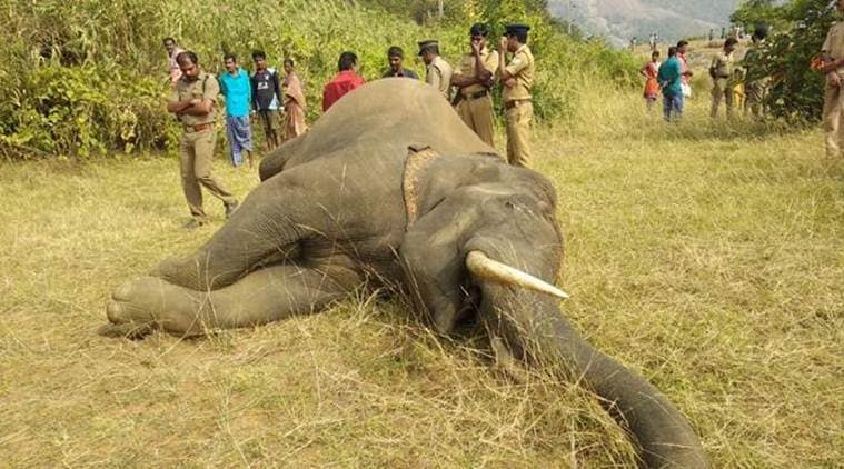 Kerala: Tusker dies after being hit by train in Kanjikode-Walayar ...