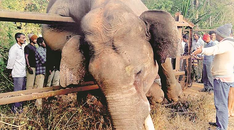 In death on fence, a reminder: no easy solution to human-elephant conflict | Explained News ...