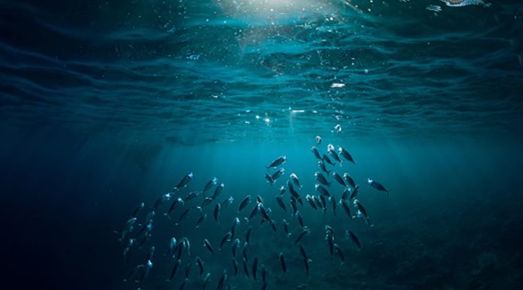 Watch: TED talks on amazing sea creatures that glow underwater ...