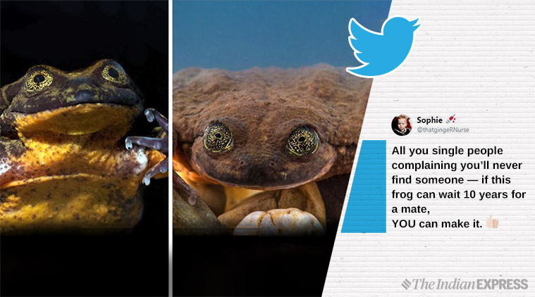 ‘World’s loneliest frog’ Romeo has found his Juliet, and they’re set ...
