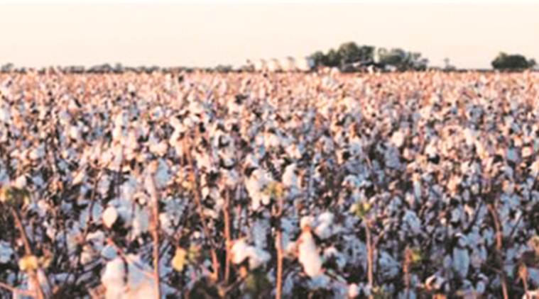 Bt Cotton: News, Photos, Latest News Headlines about Bt Cotton - The ...