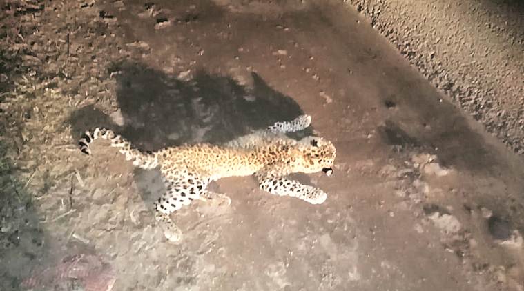 Gurgaon: Another leopard death prompts fresh calls for animal corridor ...
