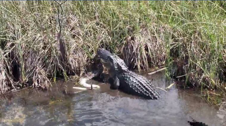 Alligator mauls python in an epic battle in Florida; video goes viral ...