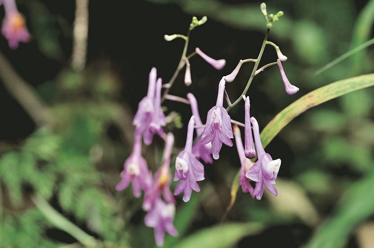 How the Assamese are saving orchids through social media and ...