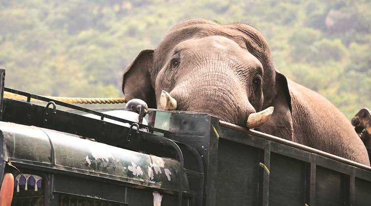 Tamil Nadu: Fans of friendly wild elephant protest state move to ...