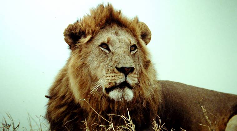 Oldest lion in Tripura’s Sepahijala Zoo dies at 27 | North East India ...