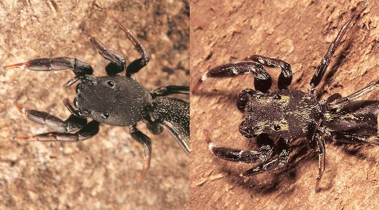 Mumbai: After lizard, Sunil Limaye now has a spider named after him ...