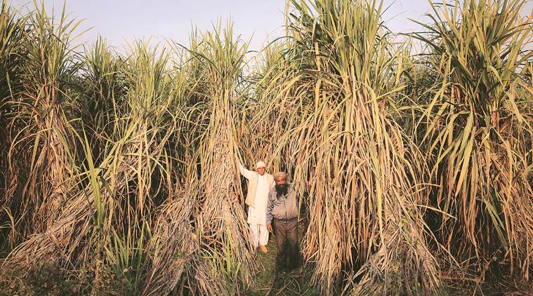 Returns from research: One cane variety lifts a state’s sugar industry ...