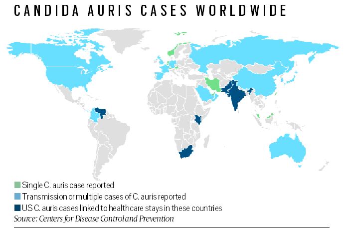 Candida auris: Deadly drug-resistant fungus’ India connection ...