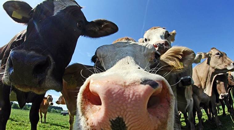 Do cows fart? Unraveling the mystery | Explained News, The Indian Express