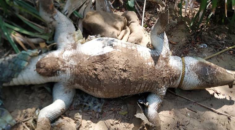 Chennai: Romulus Whitaker claims Cuban crocodile died after loud party ...