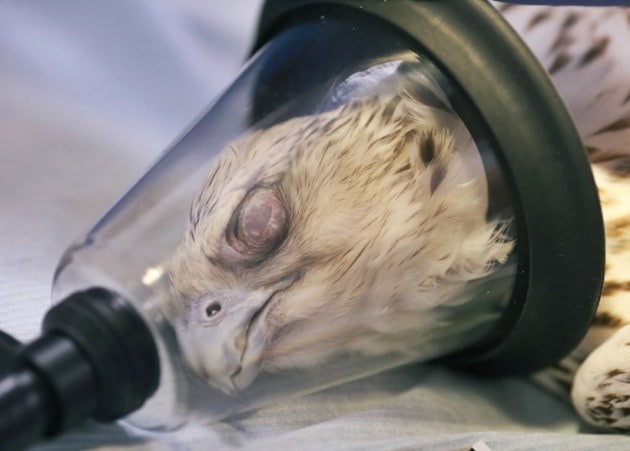 Inside world’s largest falcon hospital in Abu Dhabi | World News News ...