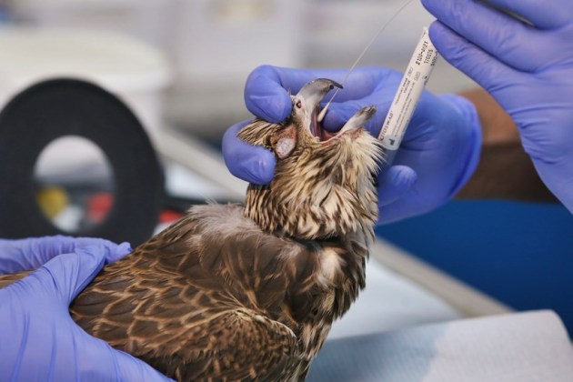 Inside world’s largest falcon hospital in Abu Dhabi | World News News ...