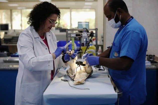 Inside world’s largest falcon hospital in Abu Dhabi | World News News ...