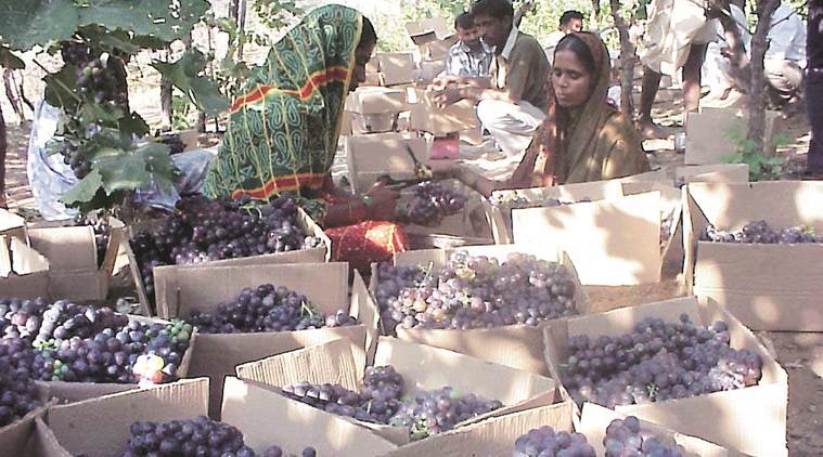 Maharashtra: Grape exports to touch 3-year high | Pune News - The ...