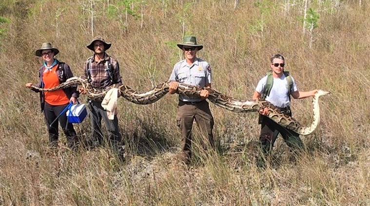 17-foot-long female python caught using male pythons; picture goes ...