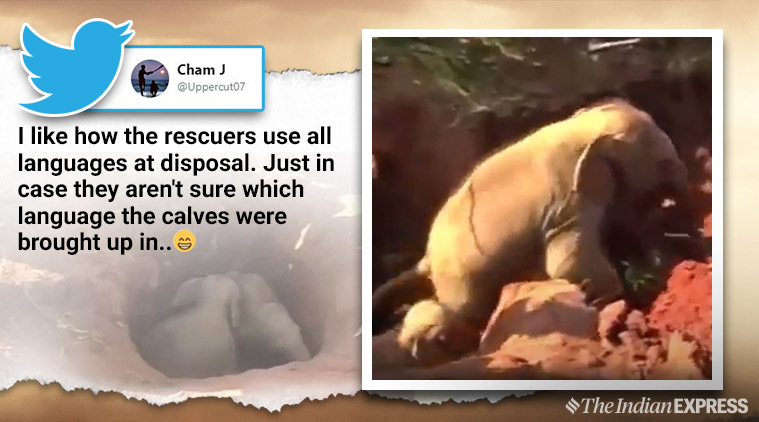 Viral video: Two baby elephants rescued from a pit, with some help from ...