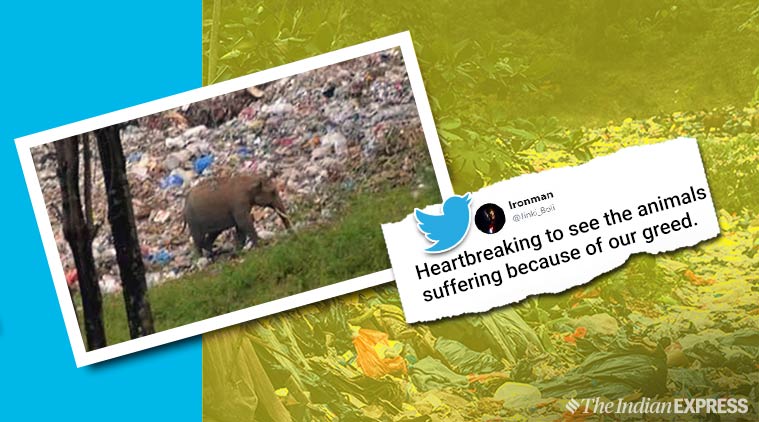 ‘Can we pledge to stop using plastic?’ urge netizens as pic of elephant ...