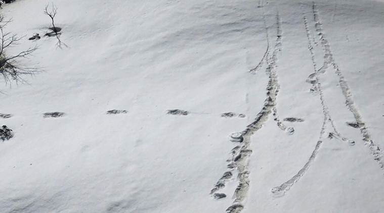 Yeti: Everything you need to know