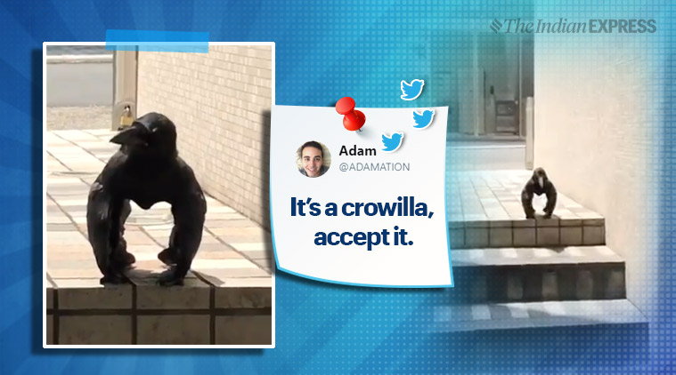 ‘Crow or gorilla?’ Netizens wonder as bizarre video of ‘crowilla’ goes ...