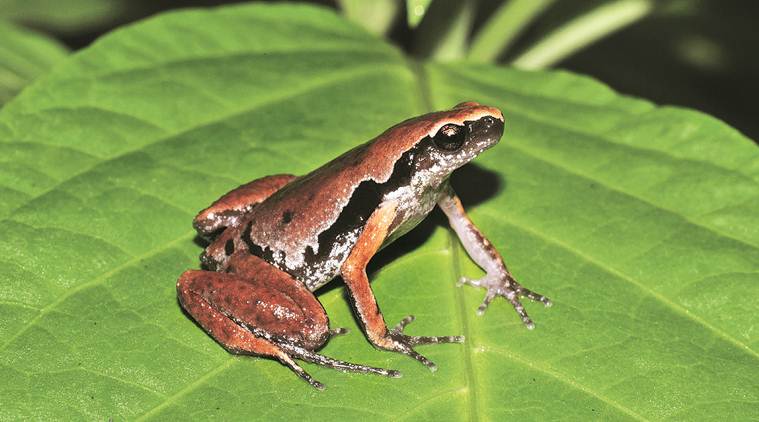 DU scientists discover frog in Assam, name it after Northeast | Delhi ...