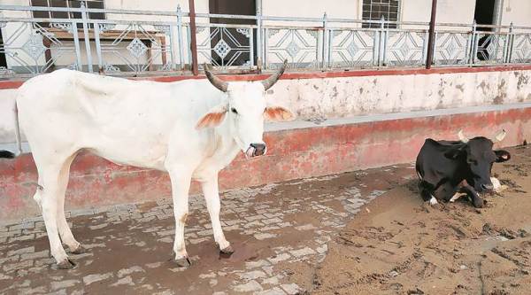 Govt to sign MoU with firm for 300 smart gaushalas, says MP minister ...
