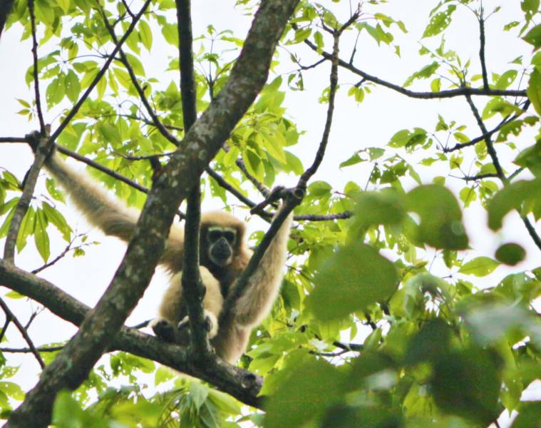 In Arunachal Pradesh, villagers are helping the endangered hoolock ...