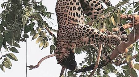 Leopard Dead: News, Photos, Latest News Headlines about Leopard Dead ...