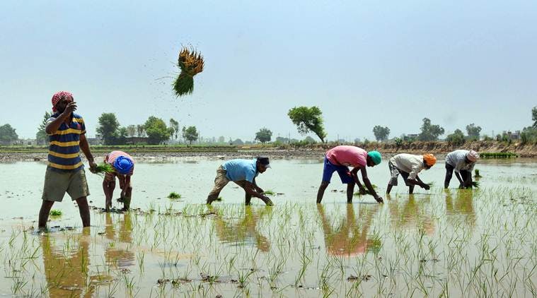Haryana: Lukewarm response to diversification scheme for water ...