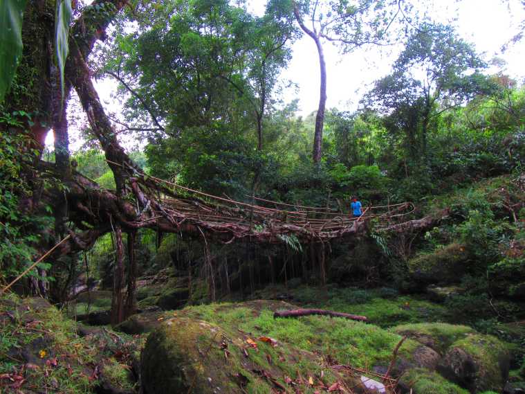 Young villagers are on a mission to preserve the ancient living root ...