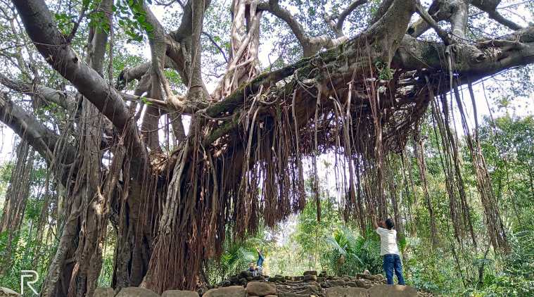 Young villagers are on a mission to preserve the ancient living root ...