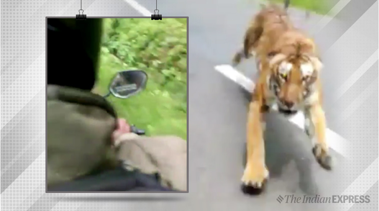 Frightening video of tiger chasing a bike in Kerala goes viral ...