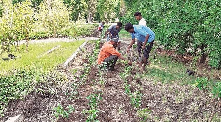 Pune NGO aims to grow over billion trees by 2041 | Pune News - The ...