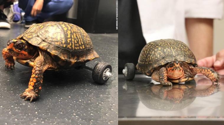 This 15-year-old turtle, who lost both his legs, receives a special ...