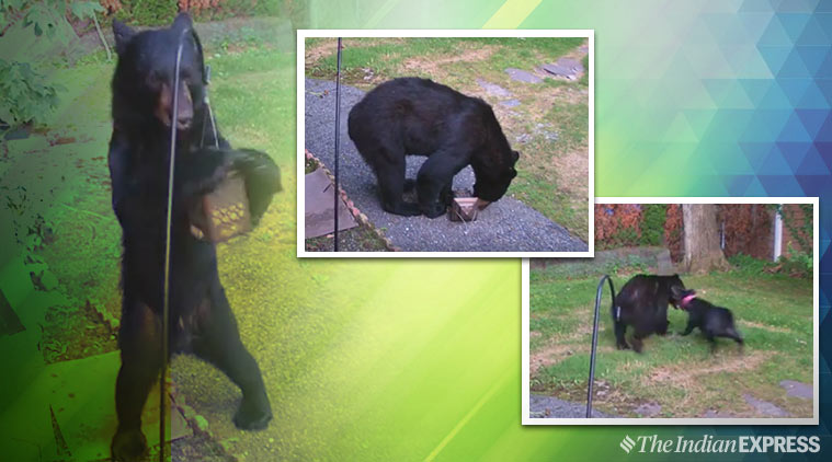 Viral Video: Brave dog chases wild bear away from backyard, wins hearts ...
