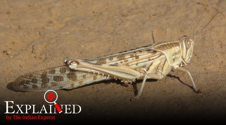 Explained: What are locust attacks, and how does India tackle them ...