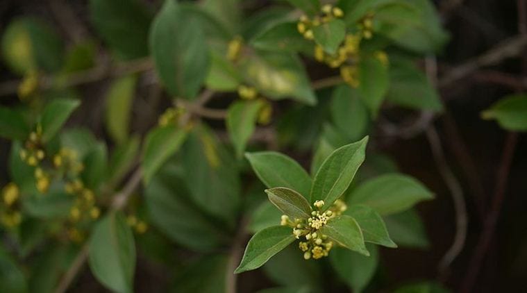 What are gurmar leaves and why are they good for diabetics | Lifestyle ...