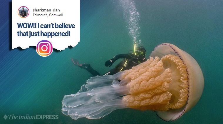 Diver shares ‘breathtaking’ encounter with human sized jellyfish, video ...