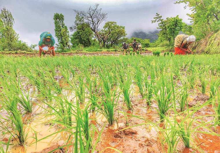 Tripura: To increase farmers’ income, maize, mashkolai to be grown on ...