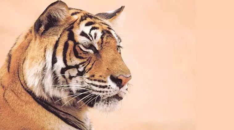 Tigers under high stress levels induced by tourism, may affect ...