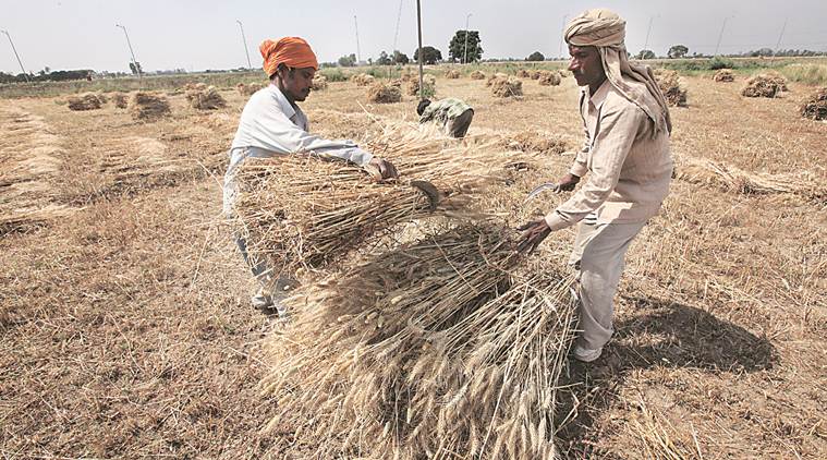India lockdown: Haryana postpones crop procurement after April 14 ...