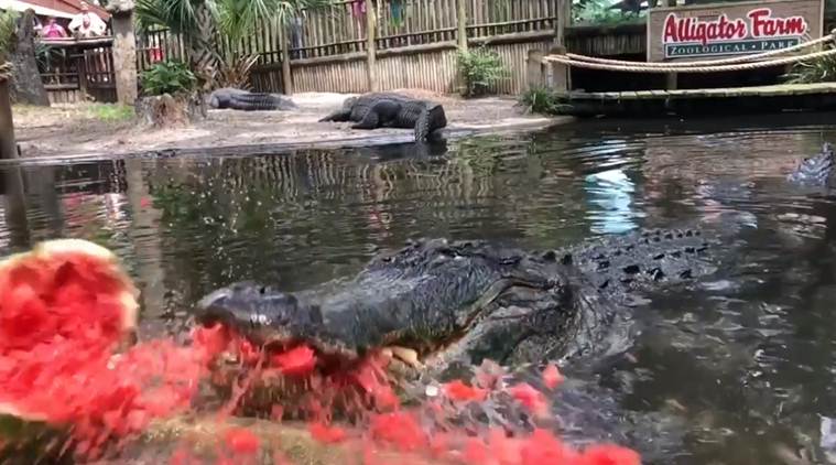 Watch: An alligator smashes a watermelon with its jaws before snacking ...
