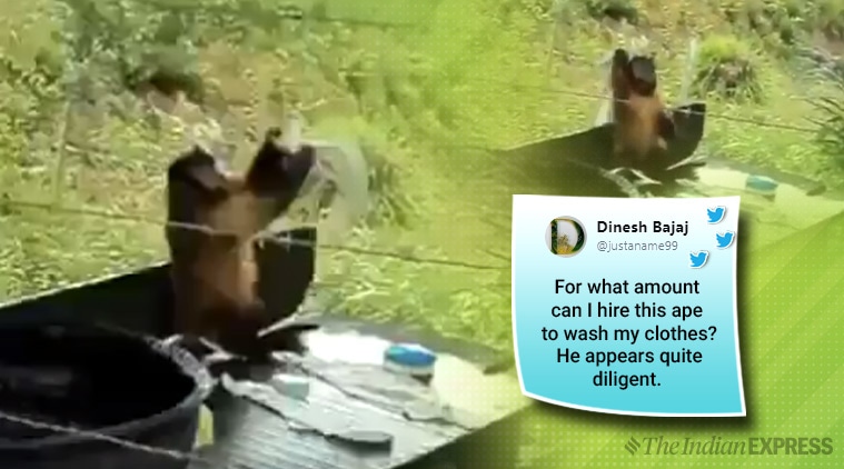 Viral video: Monkey washes clothes “desi style”, gets praise online ...
