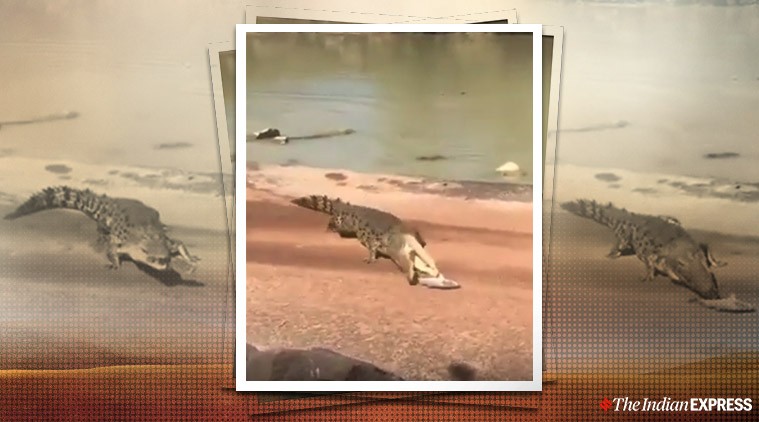 Viral Video: Hungry crocodile crawls out to snatch fish from angler’s ...