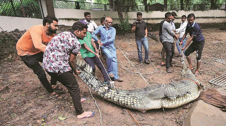 Vadodara: 3 crocodiles spotted in Navlakhi pond, 1 rescued | Ahmedabad ...