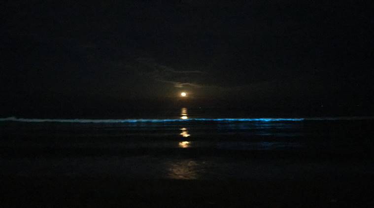 Blue glow at Thiruvanmiyur: Bioluminescence spotted on Chennai beach ...