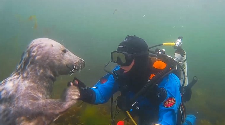Adorable video of wild grey seal shaking hands with diver melts hearts ...