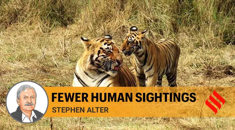 For tigers to regain some dominion over the jungles, it is essential ...