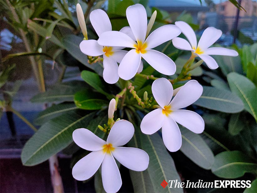 Realme XT’s 64MP cameras: A look at the camera samples | Technology ...